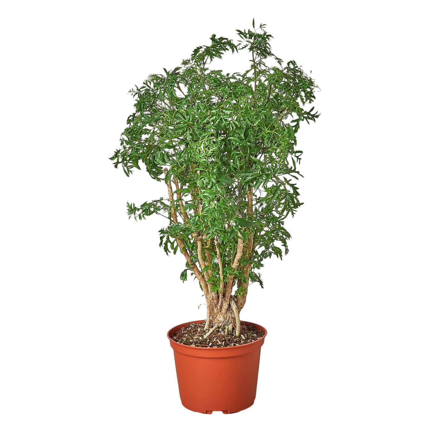 Aralia Fabian Stump Polyscias Scutellaria