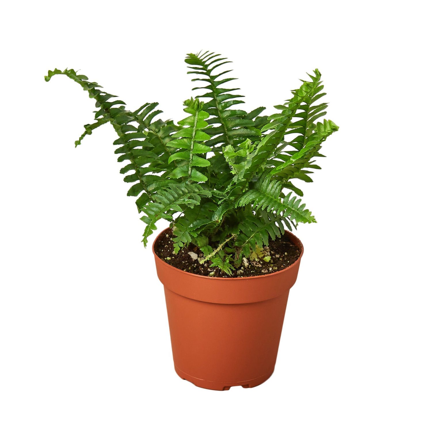 Indoor Plant Potting Soil – Puck